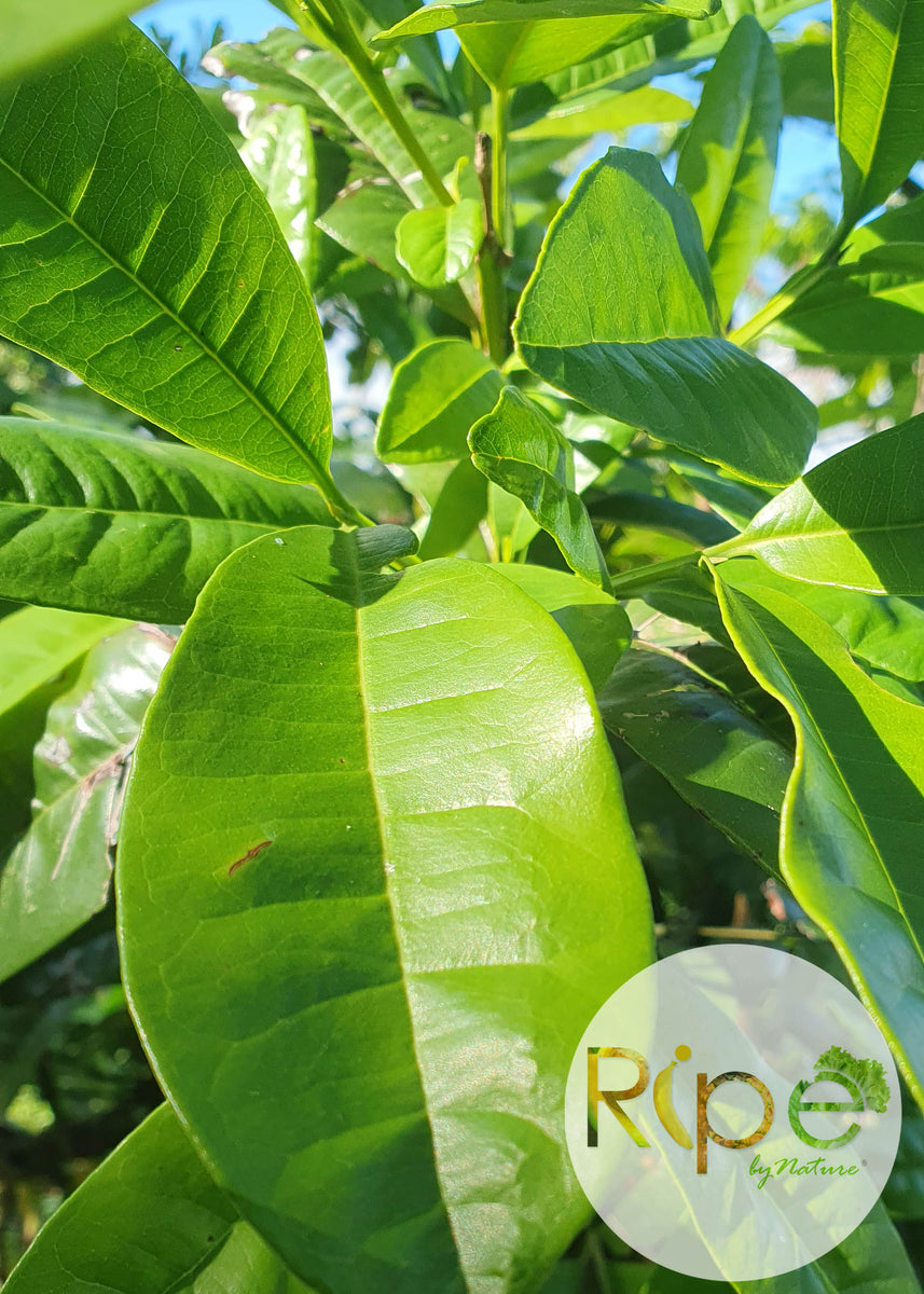Pimento Leaves – Ripe by Nature Farms