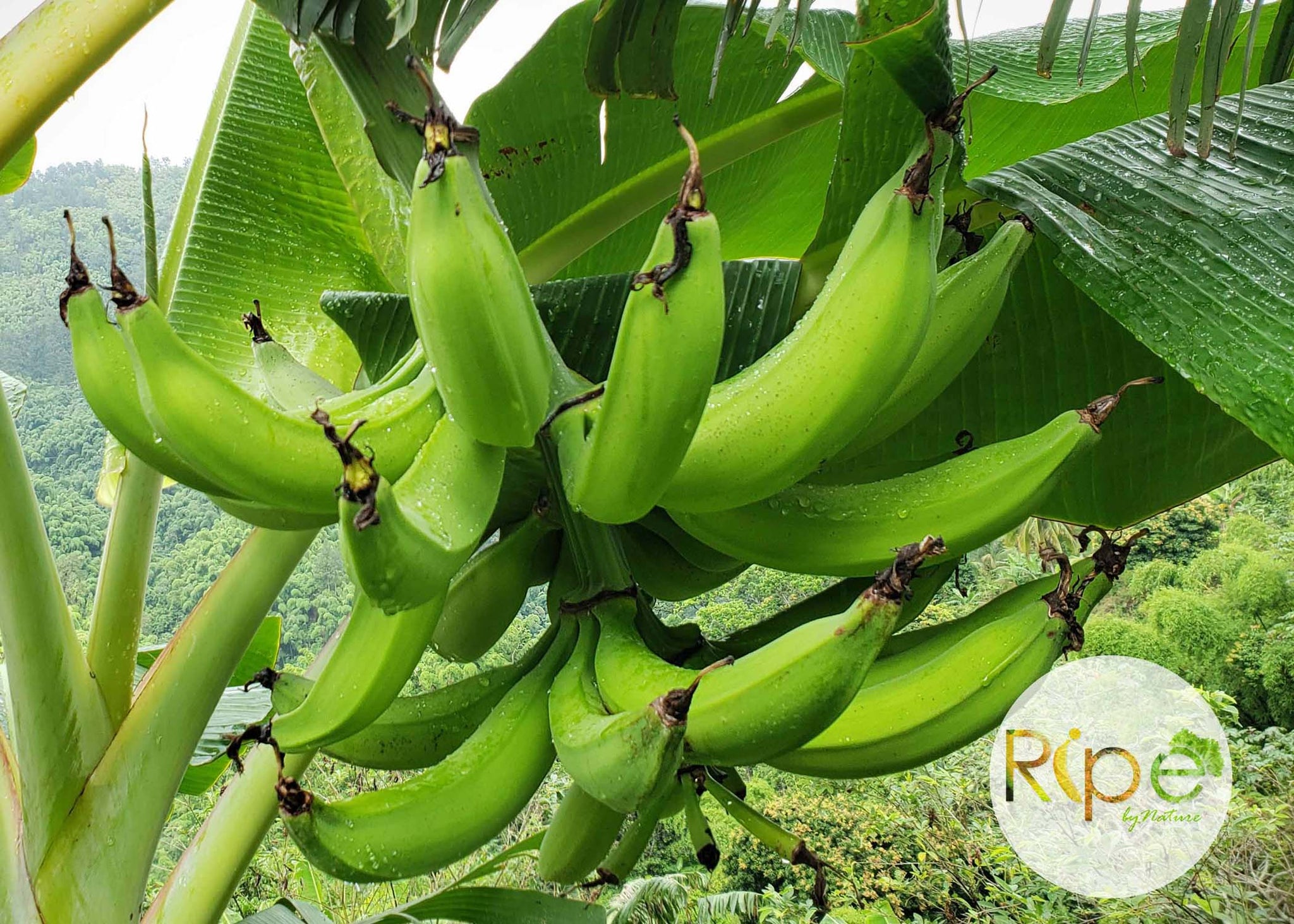 Ground Provisions & Starches – Ripe by Nature Farms