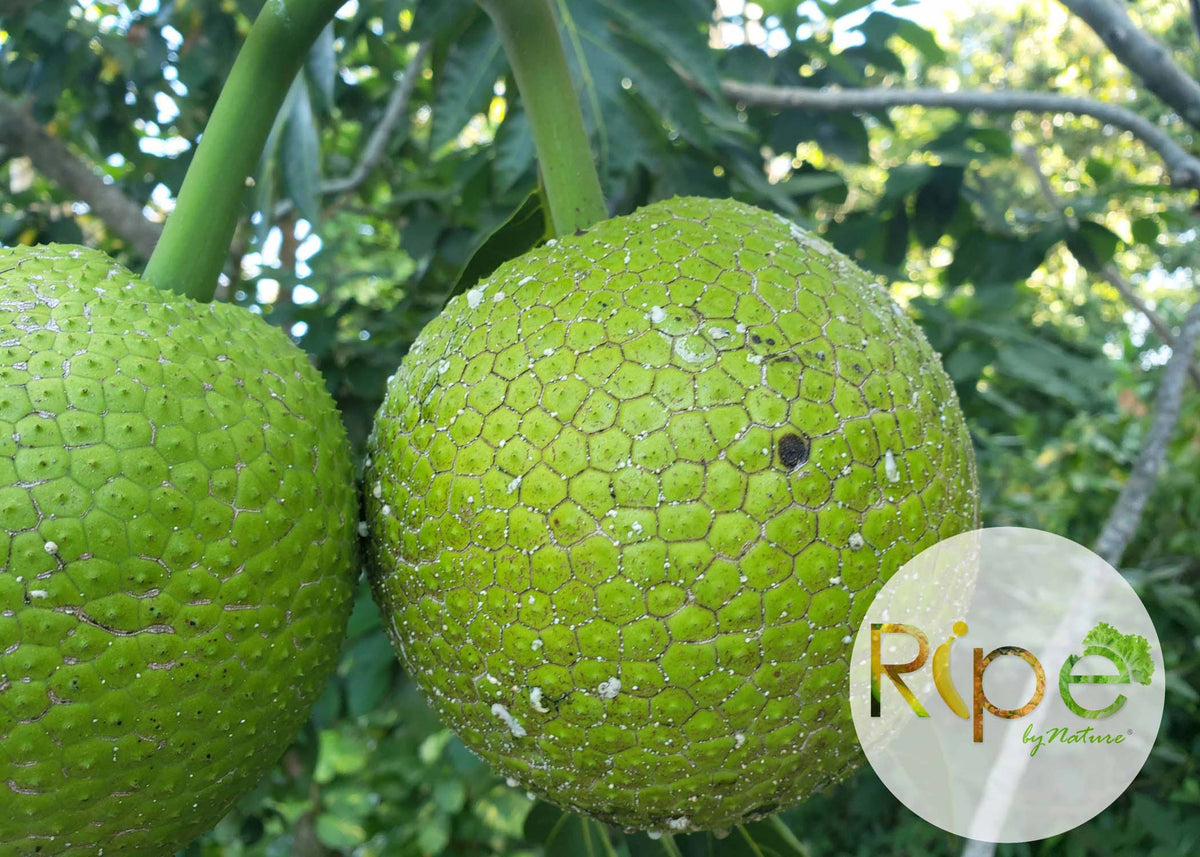Breadfruit (For Boiling) – Ripe by Nature Farms