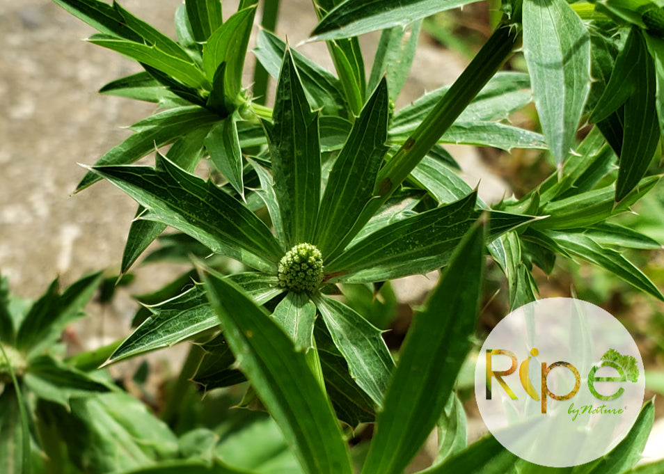 Spirit weed (Shado beni) – Ripe by Nature Farms