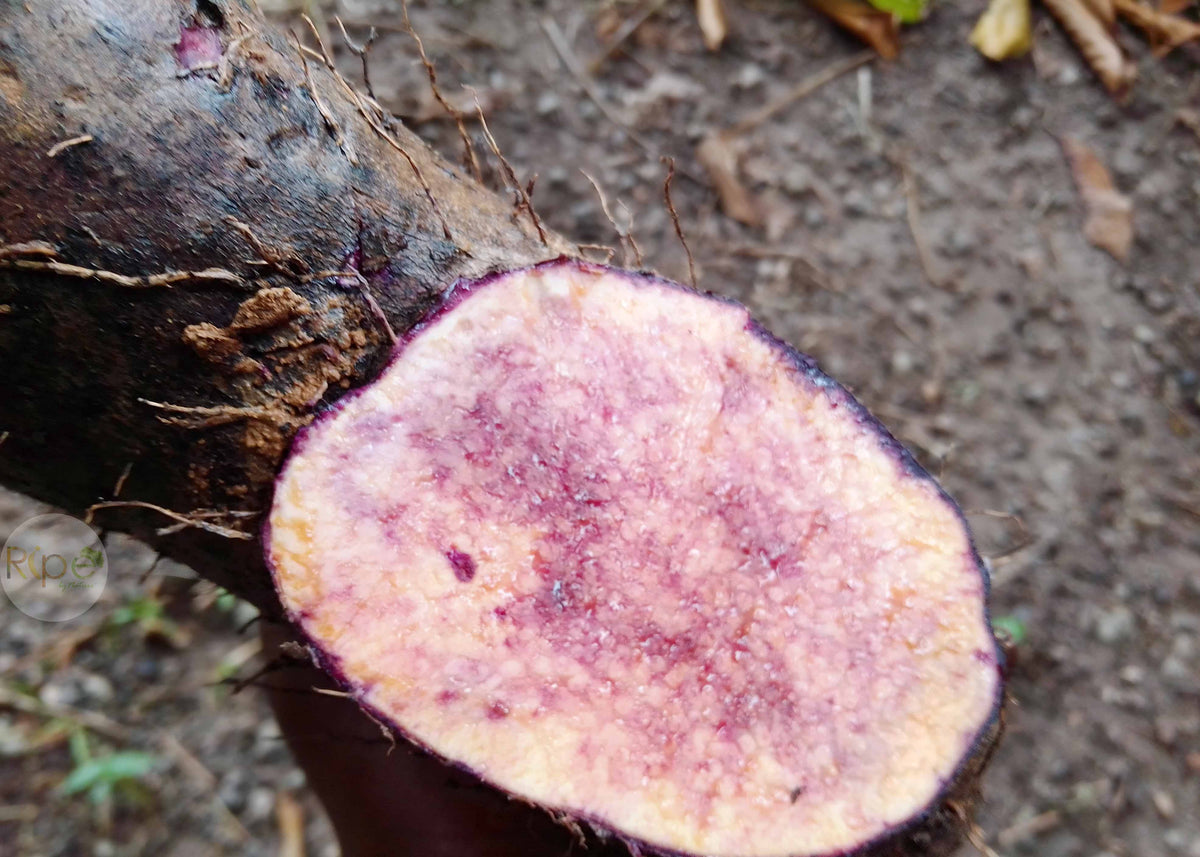 Yam (St. Vincent - Soft) – Ripe by Nature Farms