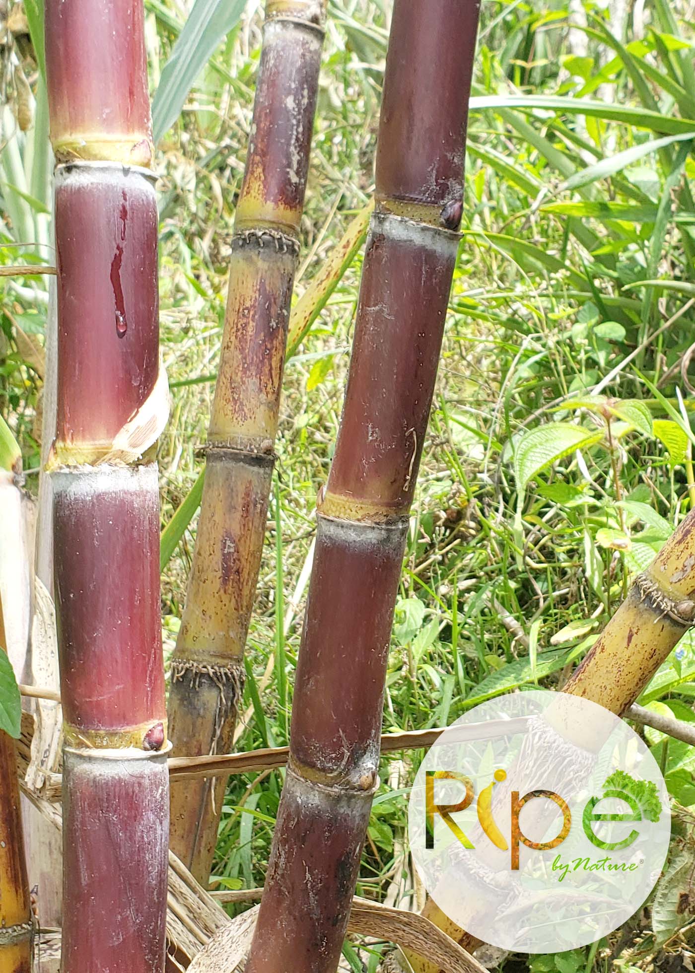 Fruits, Nuts and Legumes – Page 3 – Ripe by Nature Farms